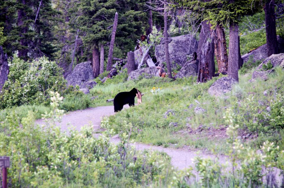 Bear Going to Dinner | Shutterbug